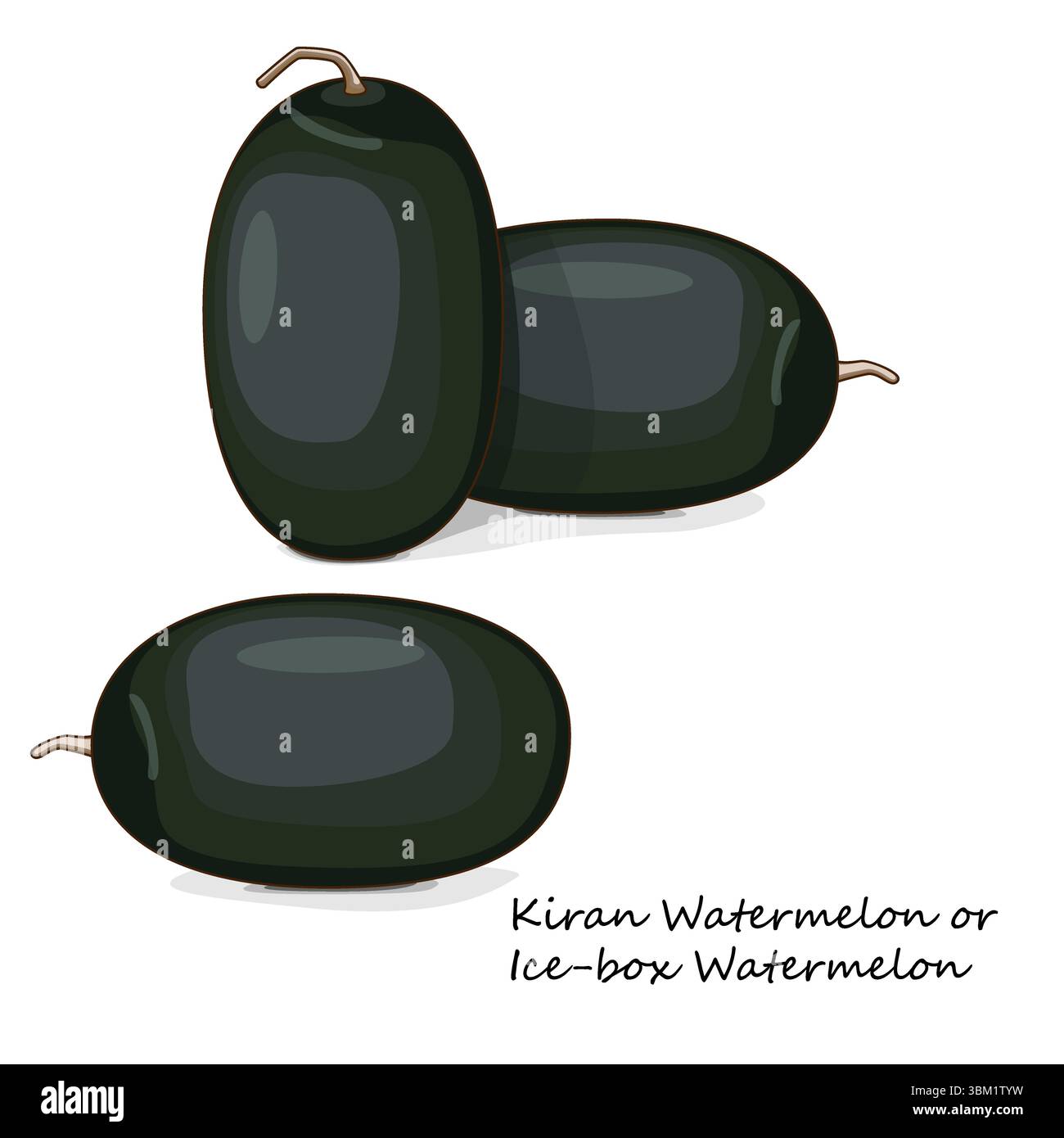 Group of Kiran Watermelons. Ice-box Watermelon. Citrullus lanatus ...