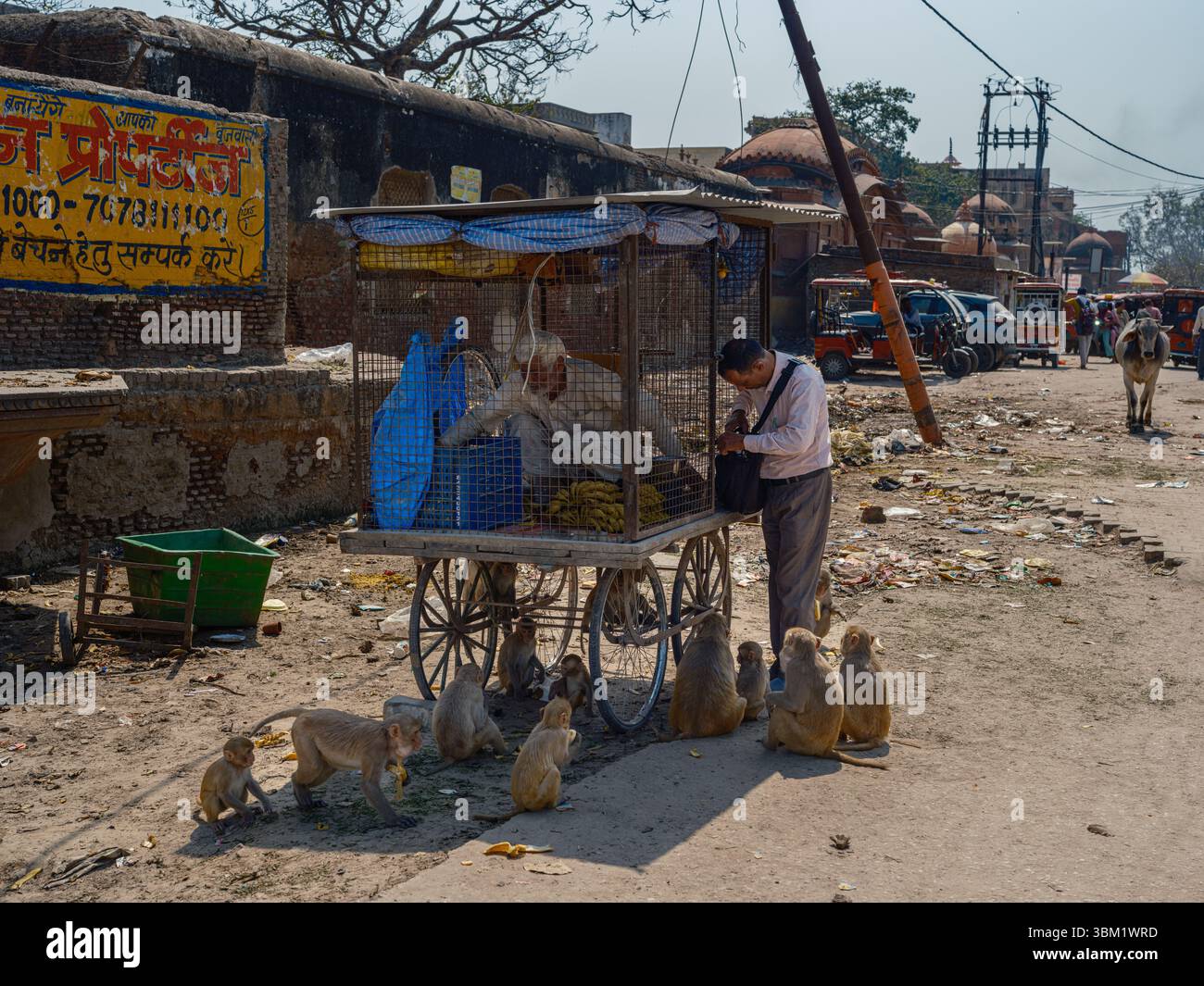 India, Varanasi, 14 Mar 2025. Street vendor feeding monkeys in Varanasi ...