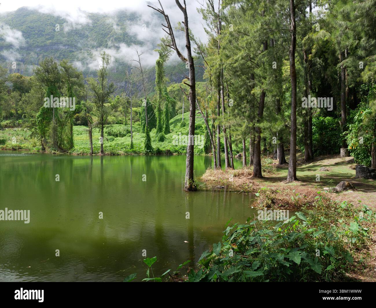 Mare a Poule d'Eau, Salazie, Reunion island, September 2023 Stock Photo ...