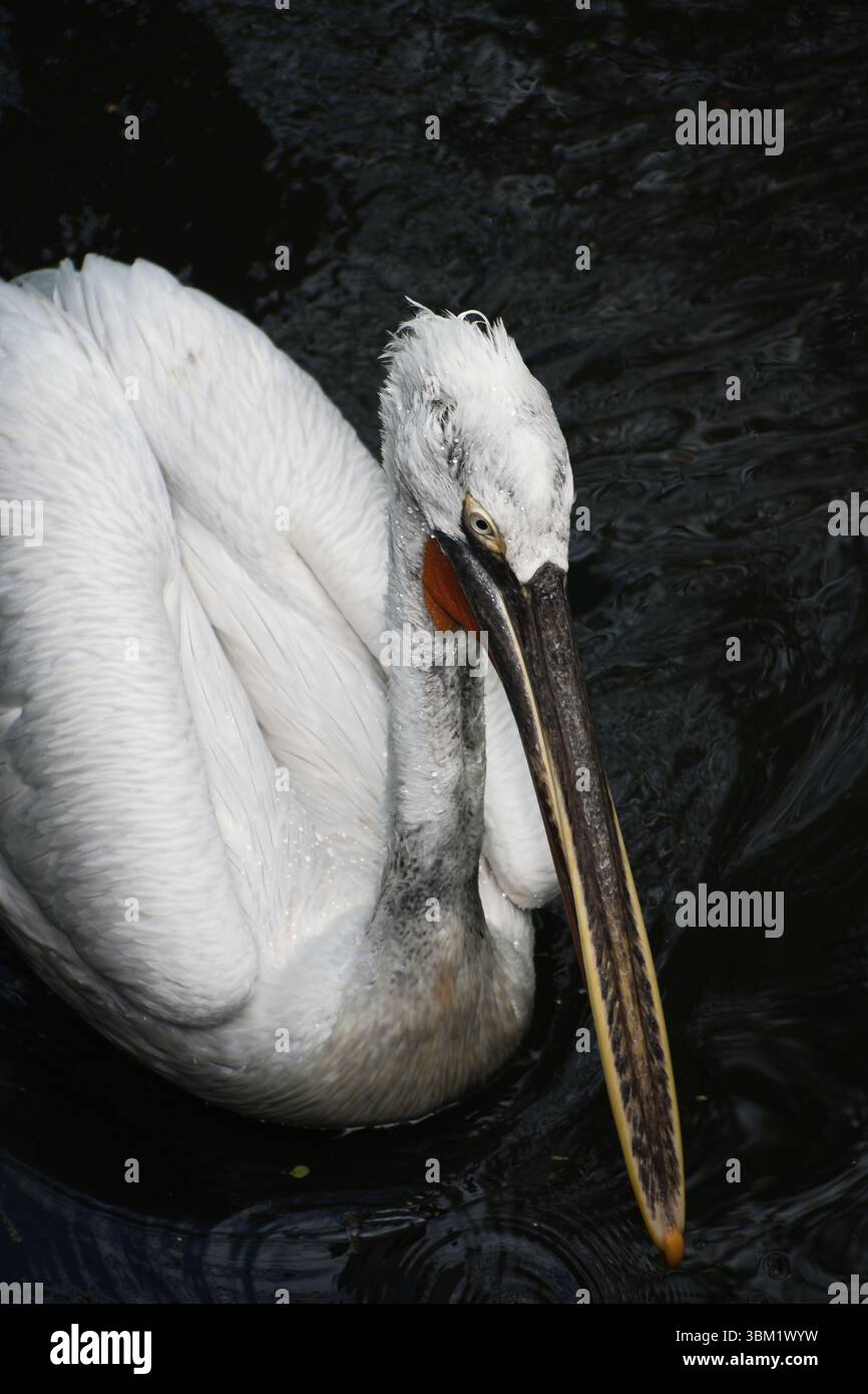 Characteristic long beak hi-res stock photography and images - Alamy