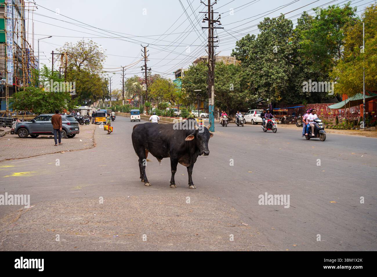 India, Jaipur, 14 Mar 2025. Cow standing alone in the middle of a busy ...