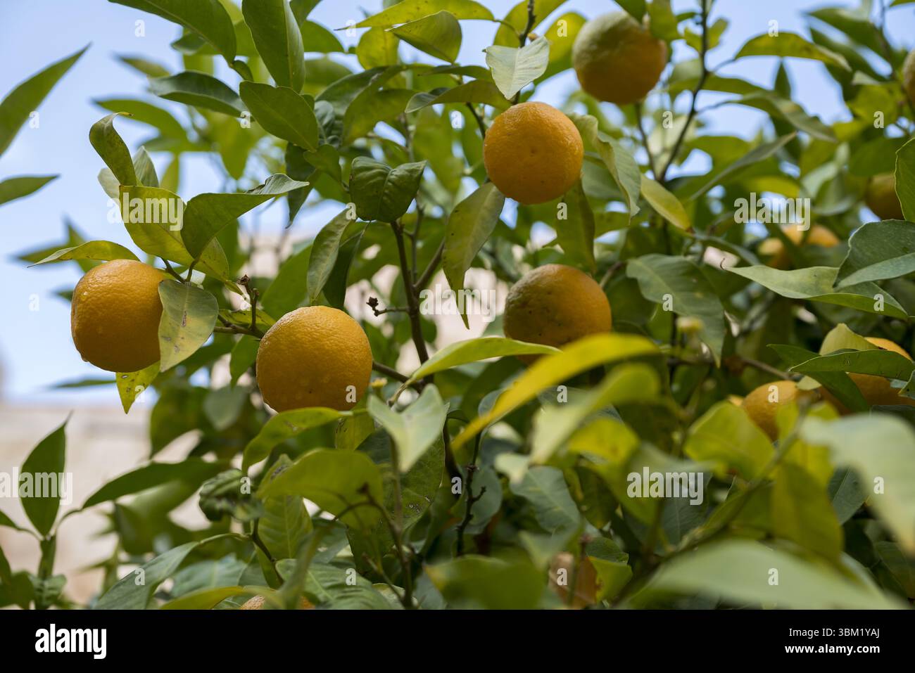 árbol de belén hi-res stock photography and images - Alamy