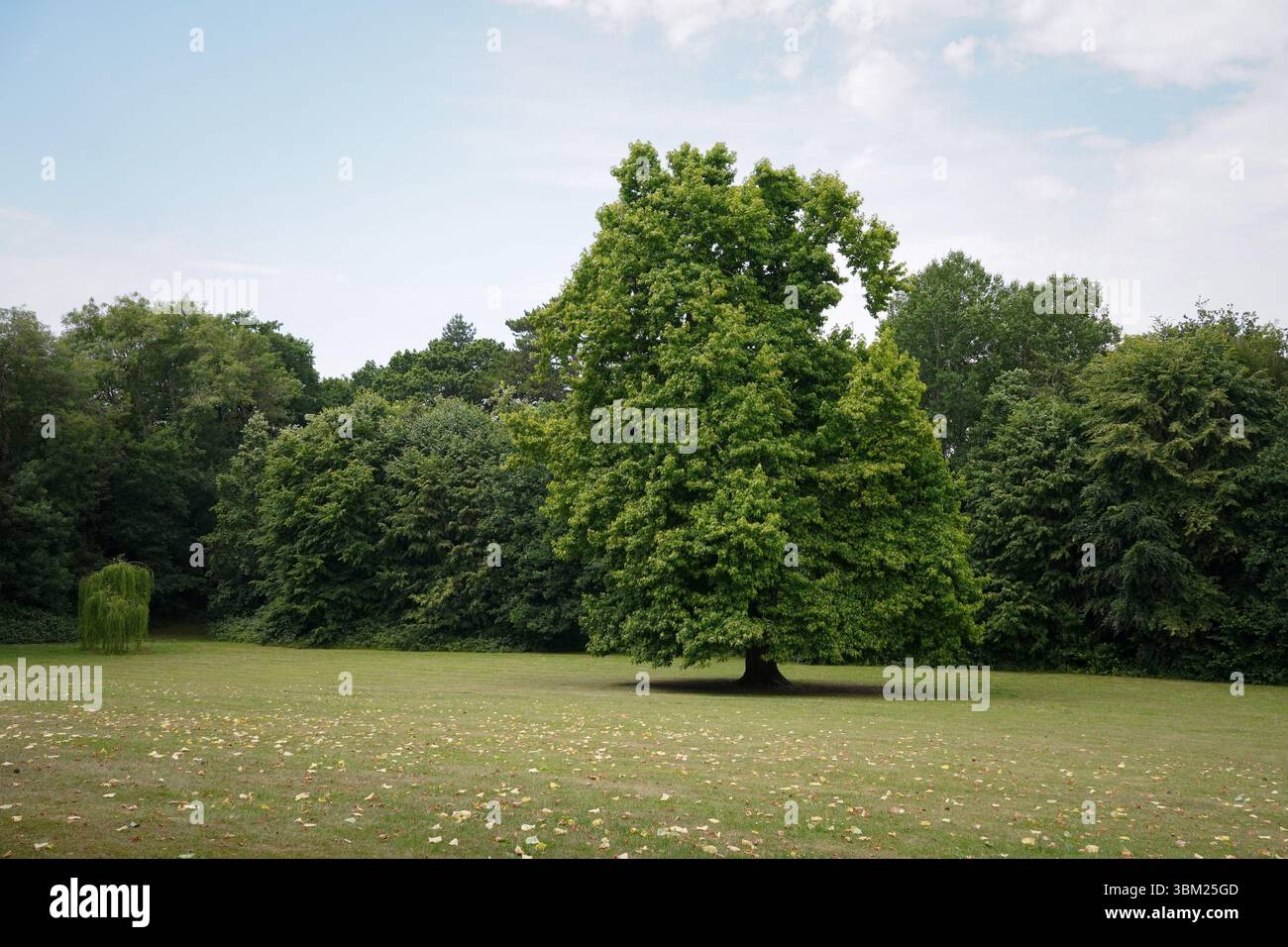 Peaceful parkland hi-res stock photography and images - Alamy