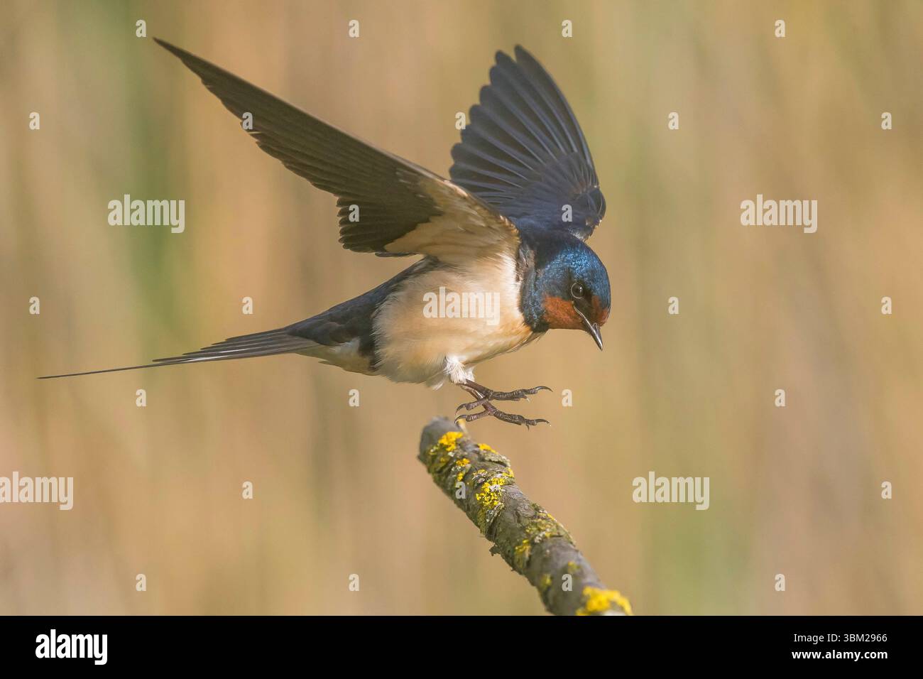barn swallow (Hirundo rustica), landing on a lichened branch, side view ...
