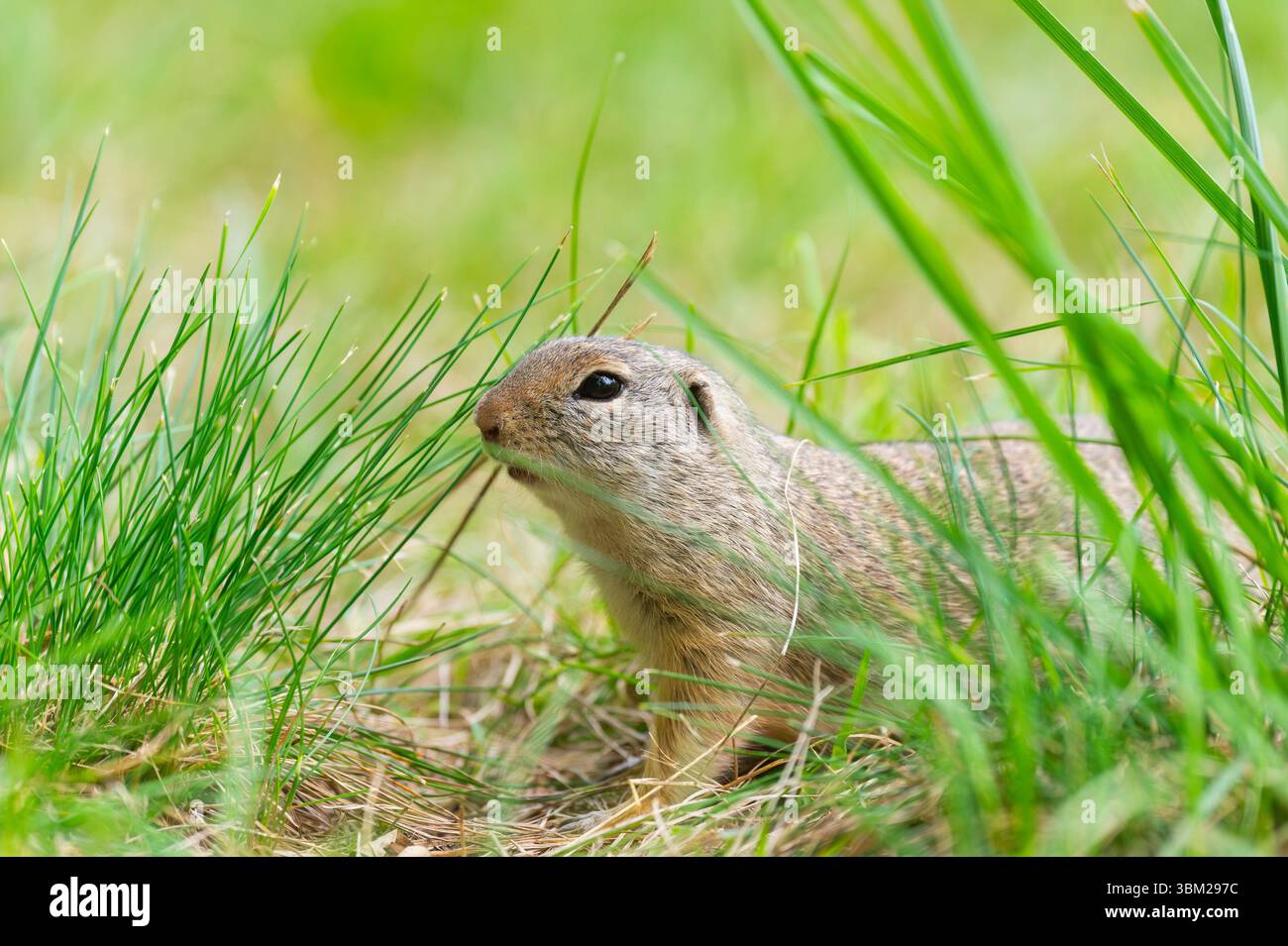 European ground squirrel, European suslik, European souslik (Citellus ...