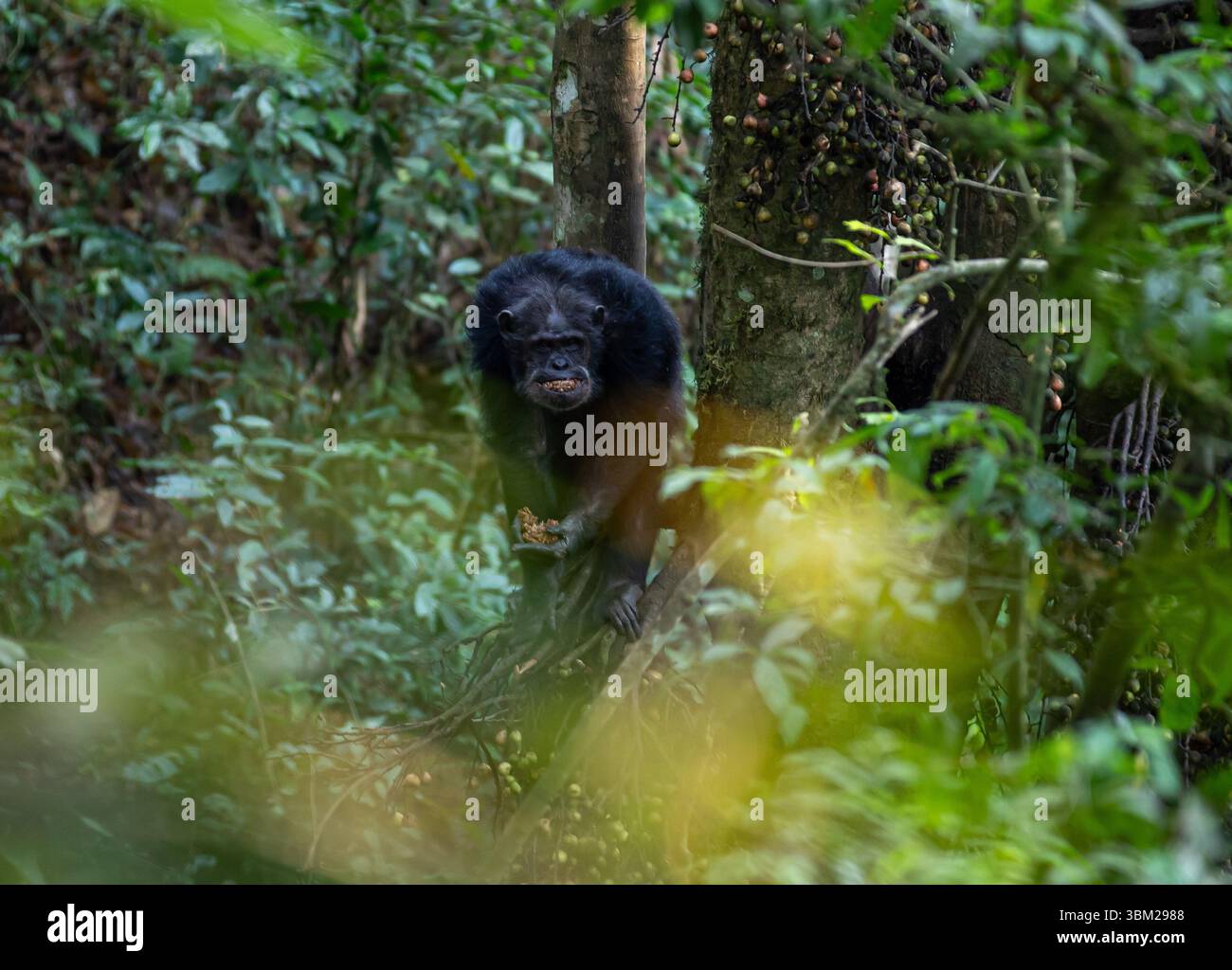 Chimpanzee populations in Rwanda's Nyingwe Forest National Park, the ...