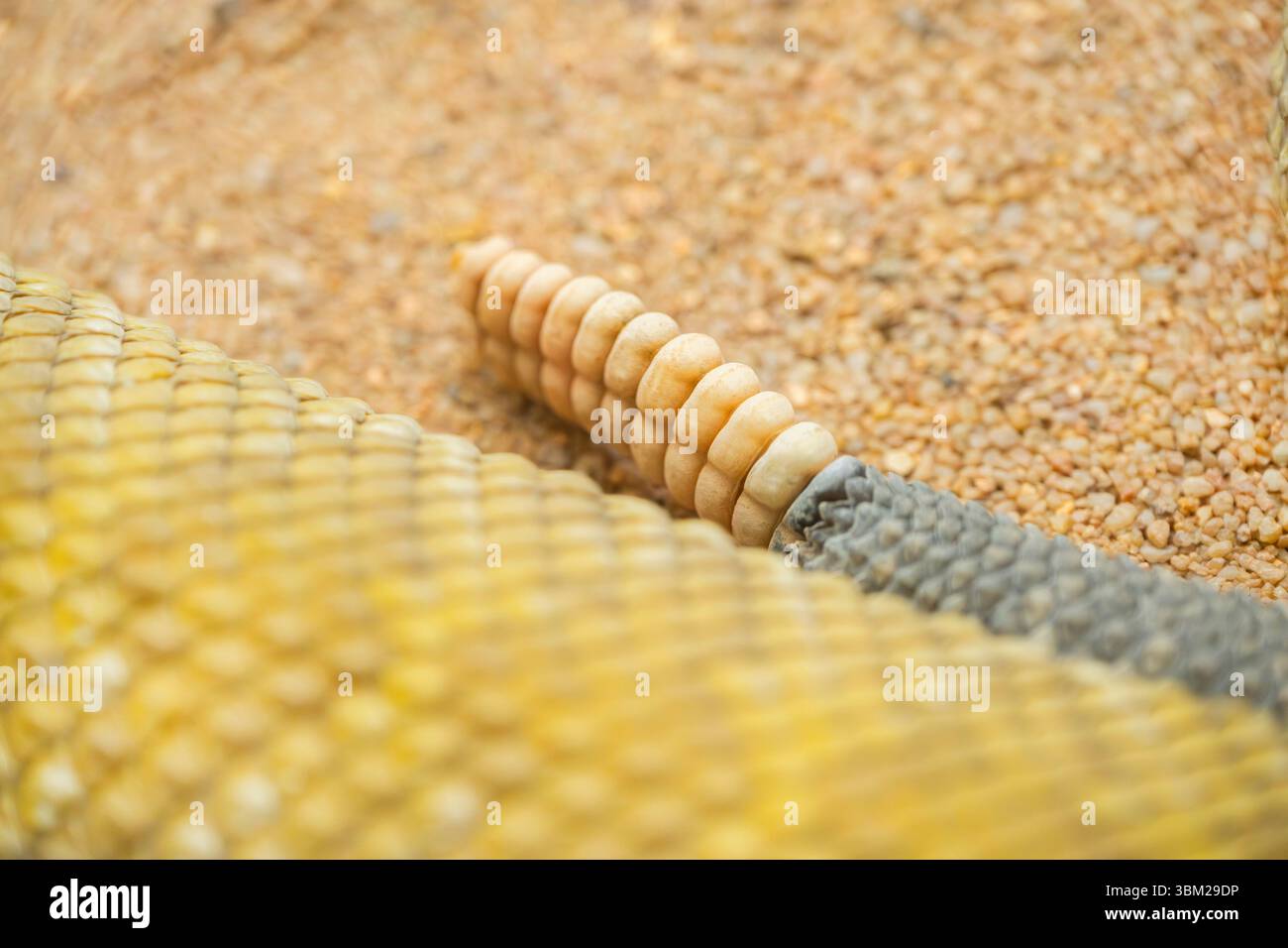 Mexican West-coast rattlesnake, Mexican west coast rattlesnake, Mexican ...
