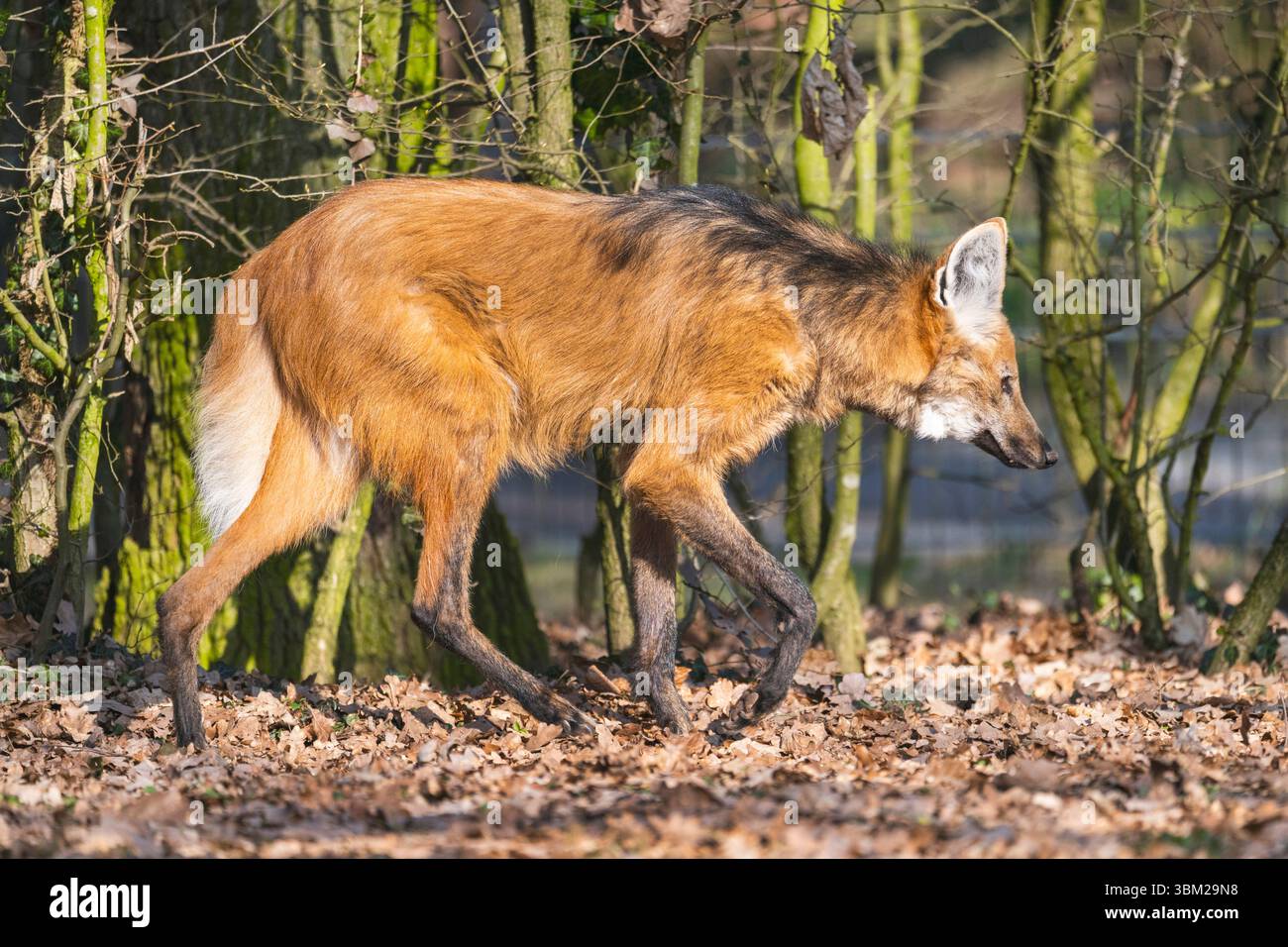 maned wolf (Chrysocyon brachyurus), walking through the forest, side ...