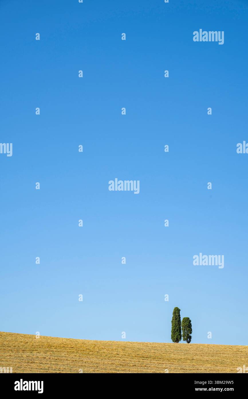 Mediterranean cypress, Italian cypress, Tuscan Cypress, Persian cypress ...