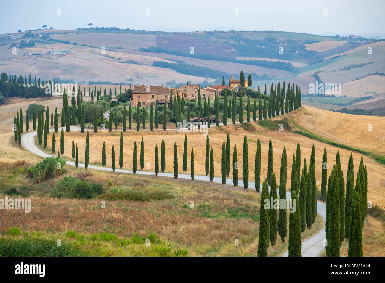 Mediterranean cypress, Italian cypress, Tuscan Cypress, Persian cypress ...