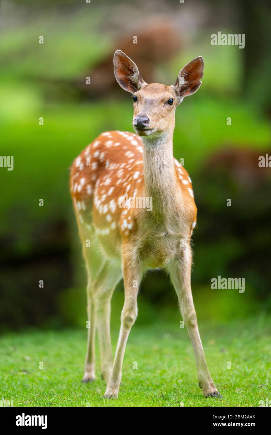 Sika deer, Tame sika deer, Tame deer (Cervus nippon), hind standing in ...