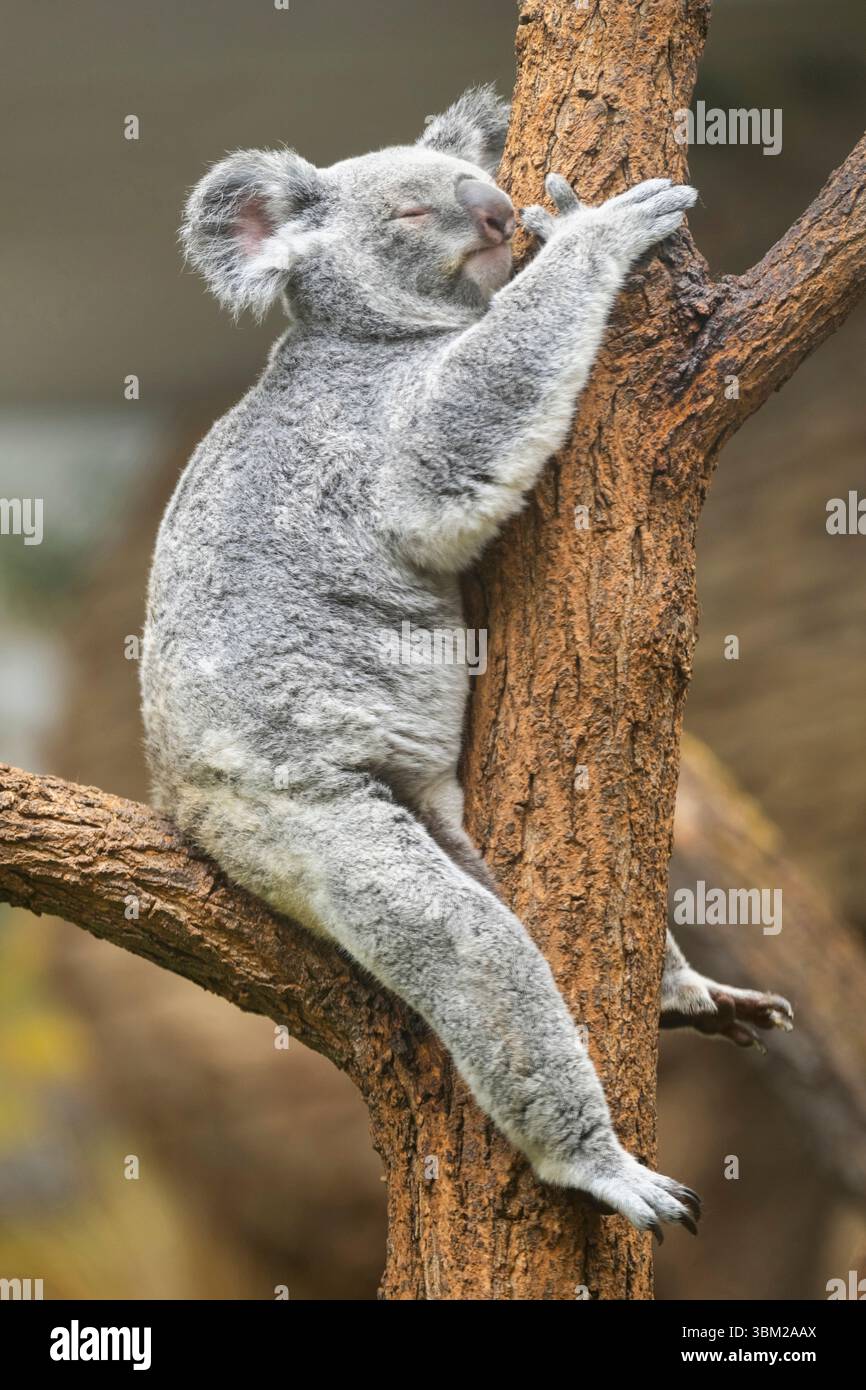 koala, koala bear (Phascolarctos cinereus), sits sleeping on a tree ...