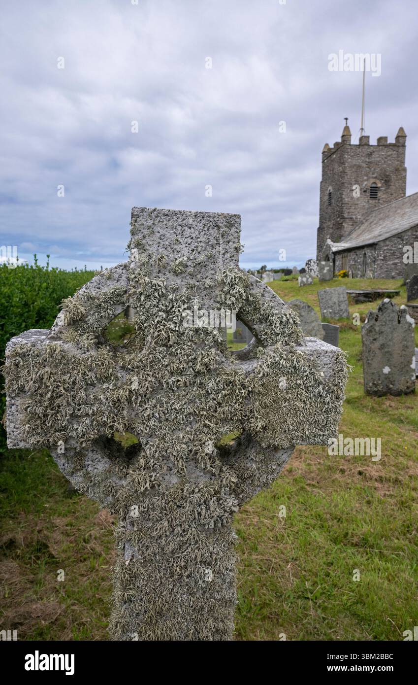 Lichen on Tombstone (Sea Ivory: Ramalina siliquosa) Forrabury ...