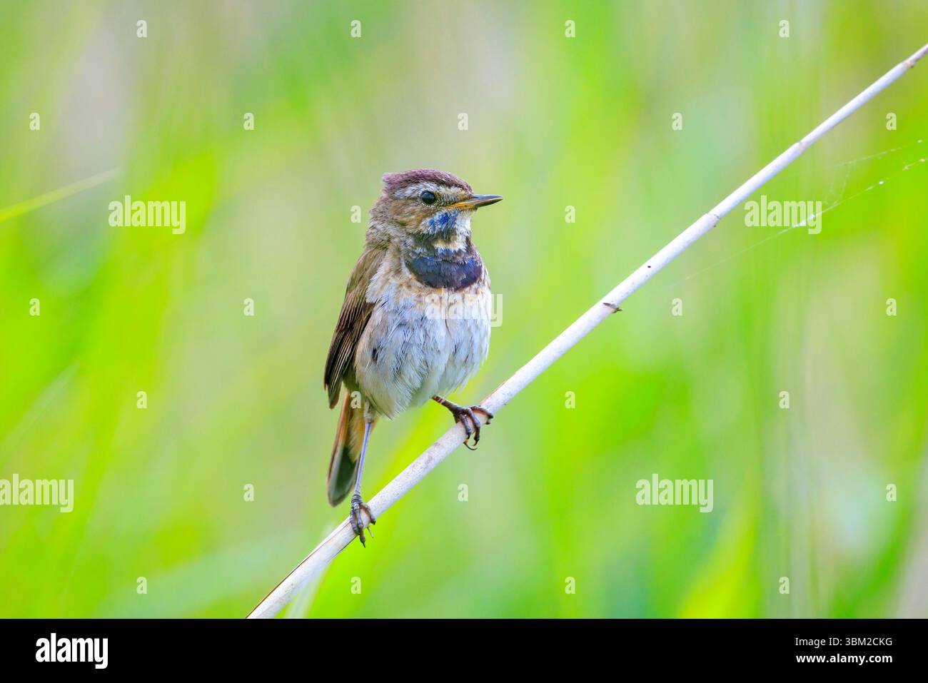 A blue-throat bird Luscinia svecica cyanecula singing during breeding ...