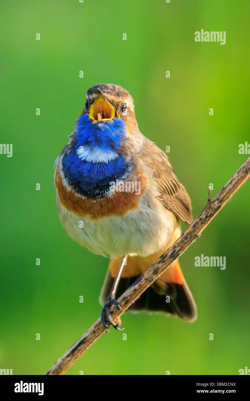 A blue-throat male bird Luscinia svecica cyanecula singing to attract a ...