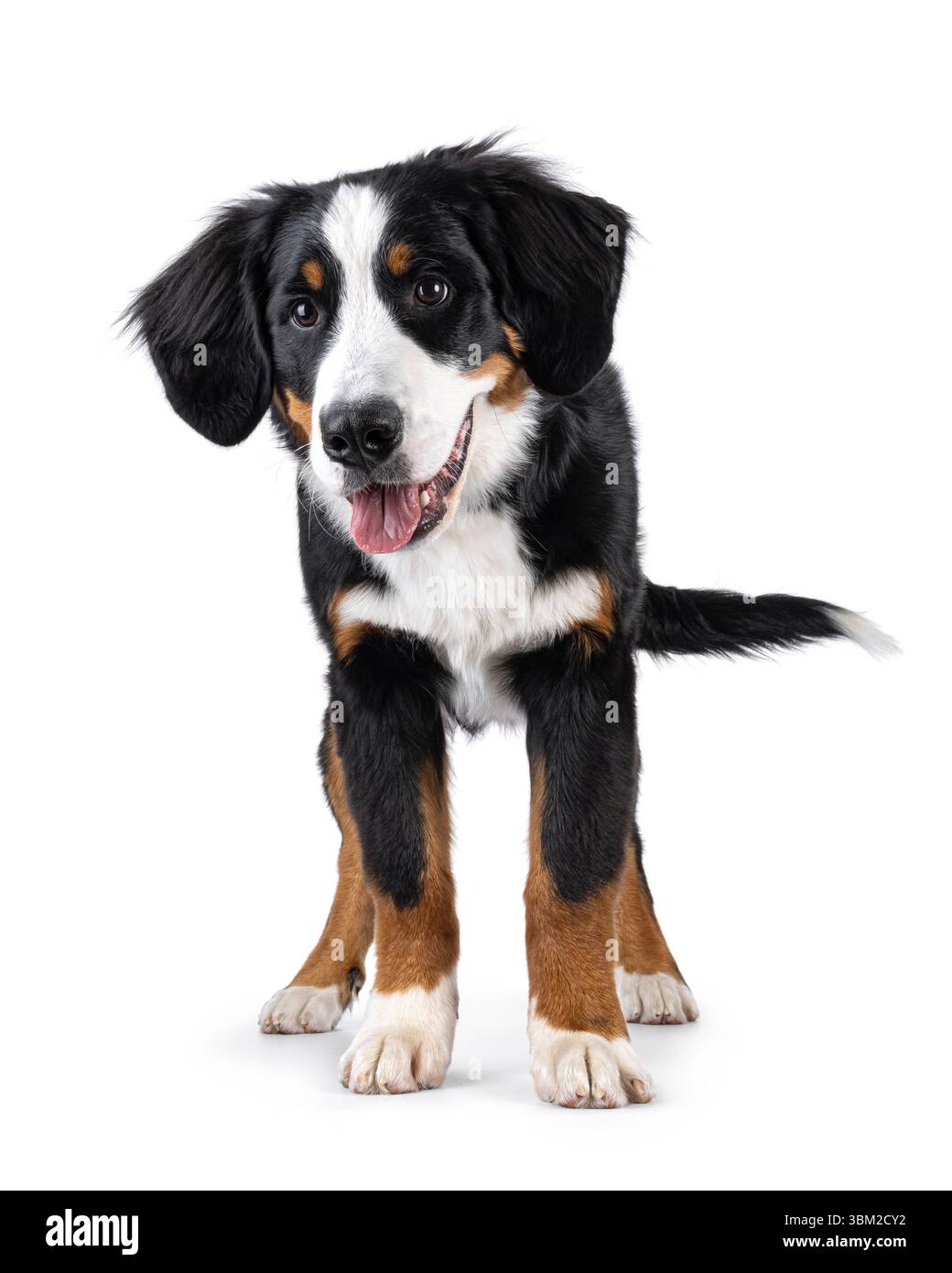 Beautiful young Berner Sennen dog, standing facing front. Looking ...