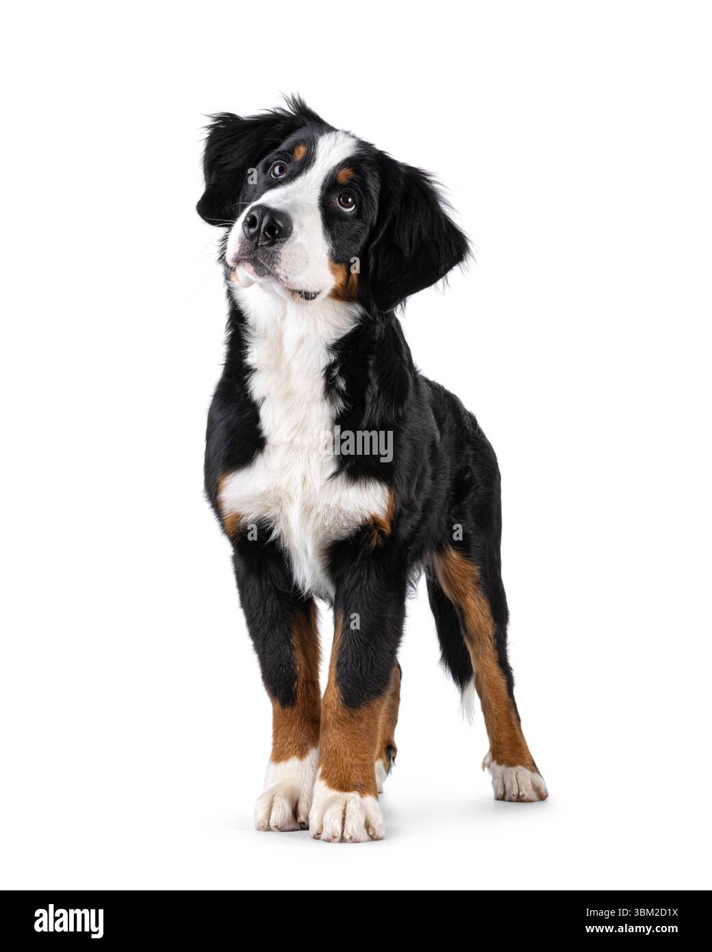 Beautiful young Berner Sennen dog, standing facing front. Head up ...