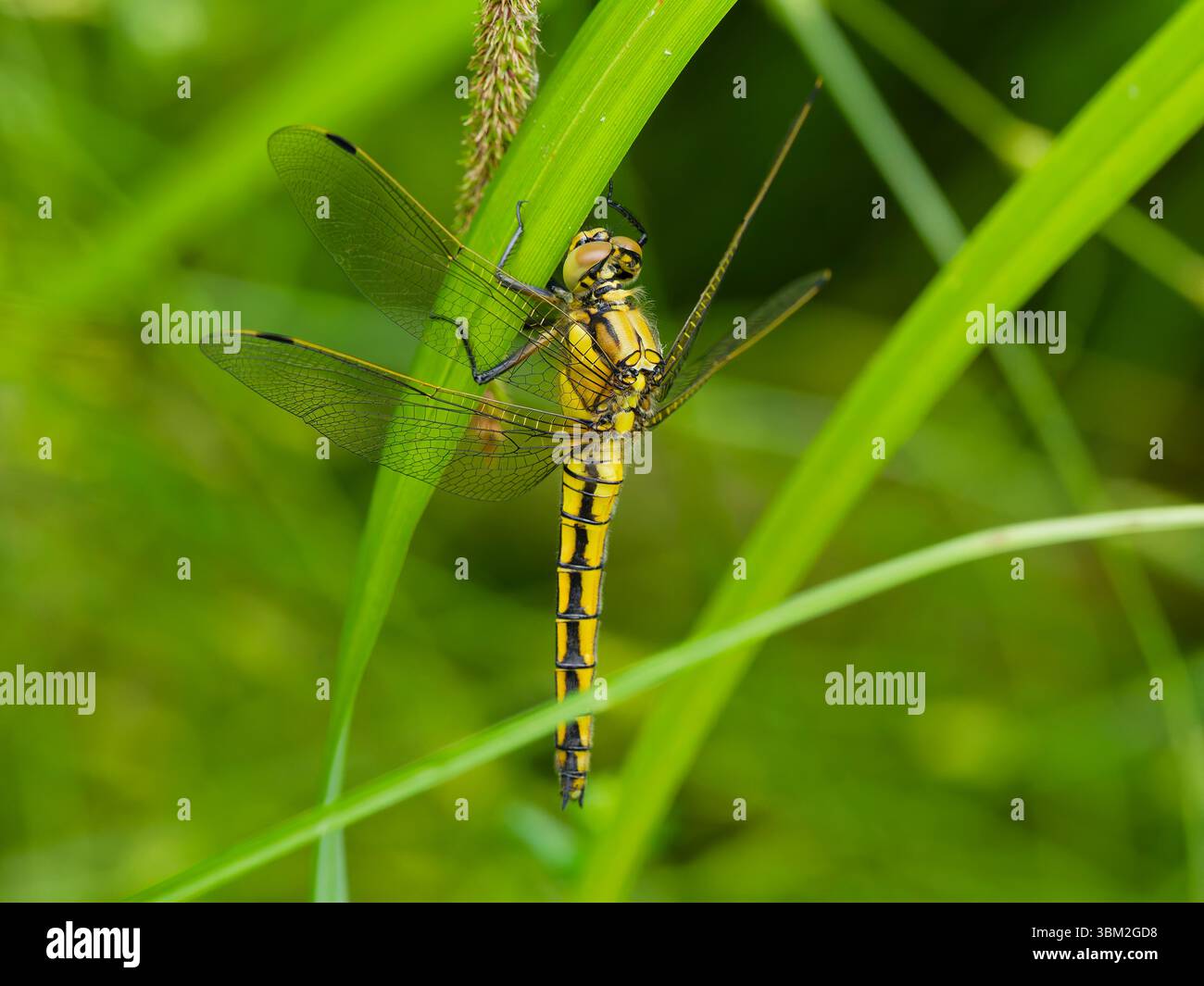 Female Black-tailed skimmer dragonfly perched on a branch Stock Photo ...