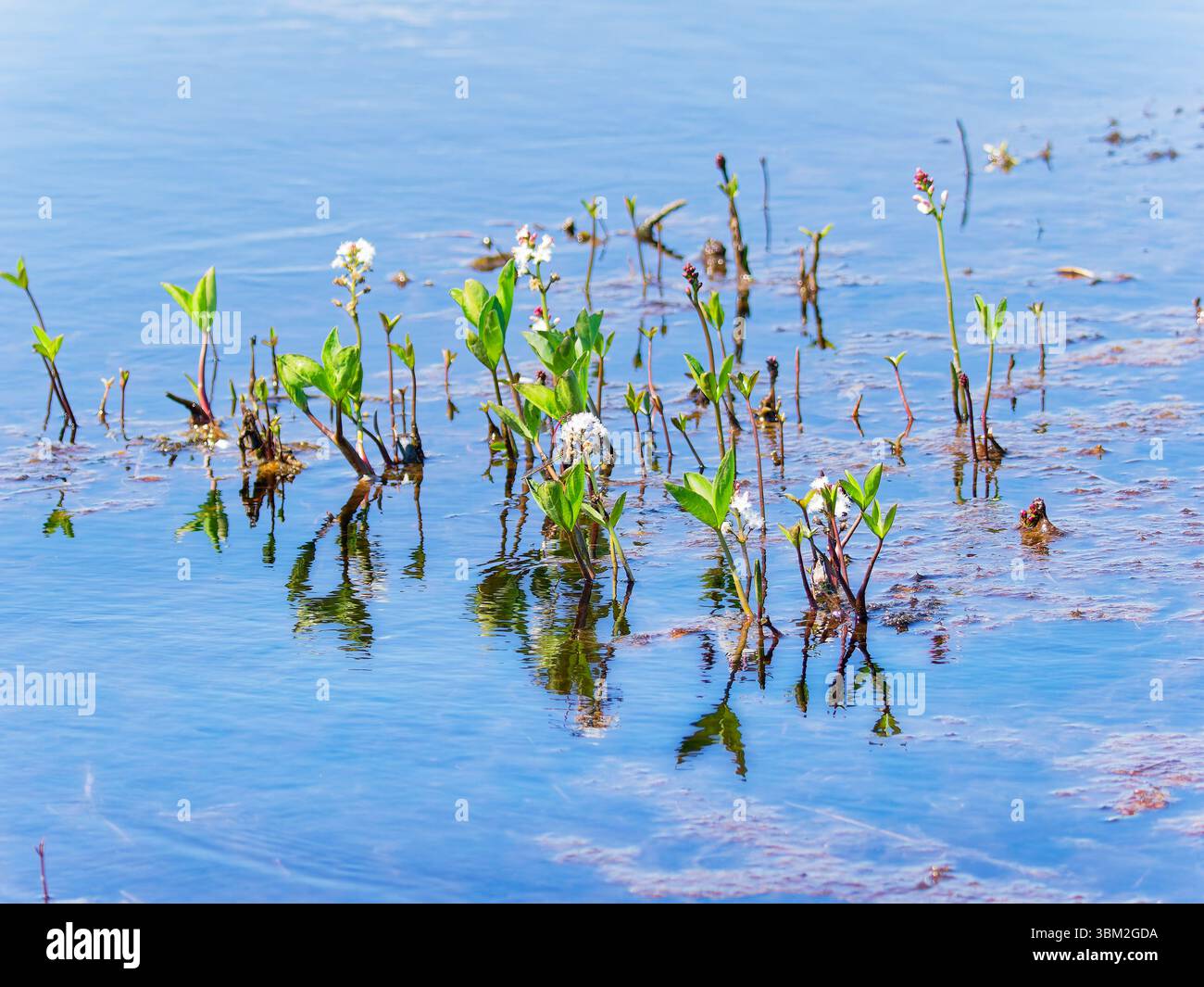 Wild bog plant hi-res stock photography and images - Alamy