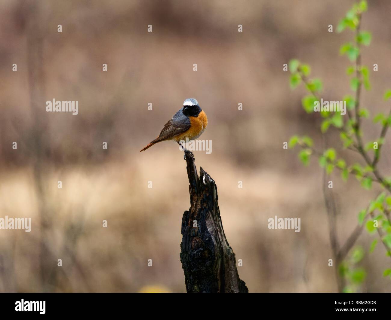 Singing posture hi-res stock photography and images - Alamy