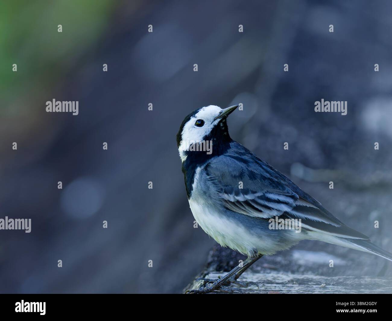 Pied tail hi-res stock photography and images - Alamy