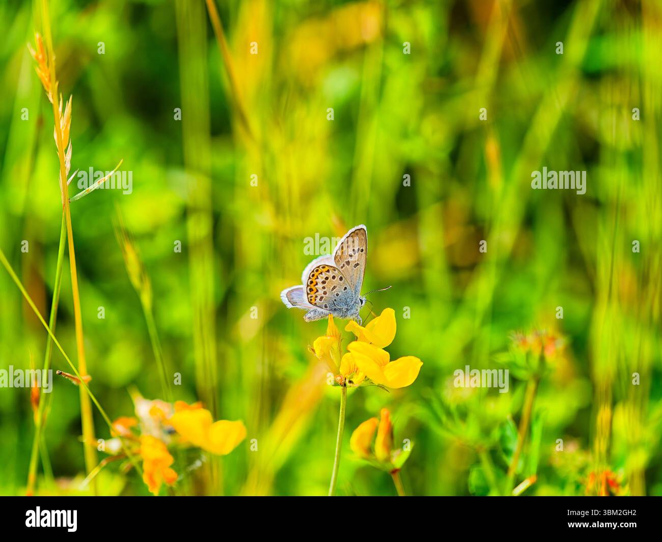 Silver blue wings hi-res stock photography and images - Alamy