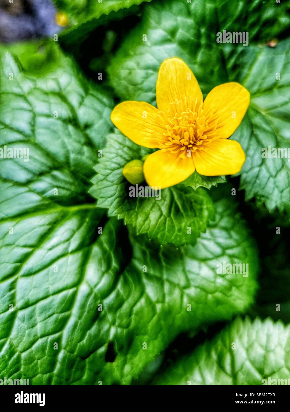 caltha palustris in a forest swamp habitat Stock Photo - Alamy