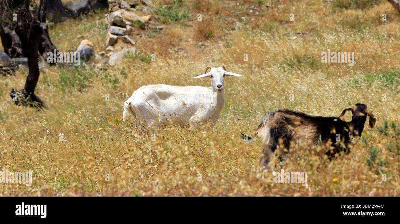 Domestic goats grazing in a field of tall grass, Tinos island, The ...