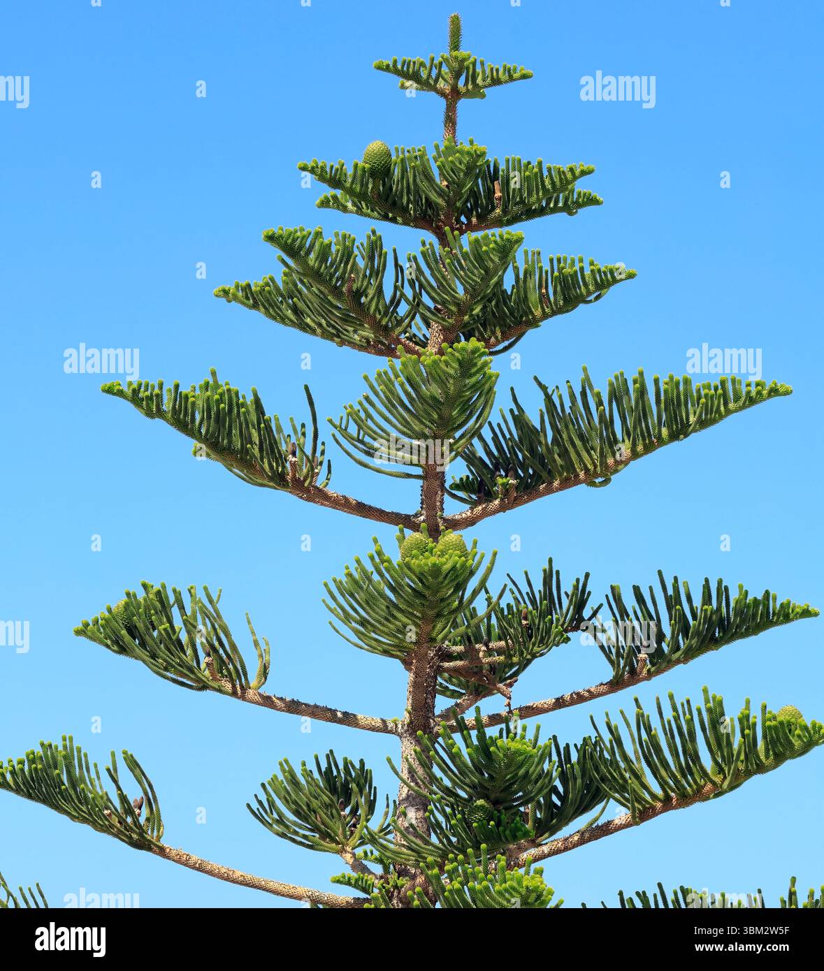 Upper branches of Norfolk Island Pine tree (araucaria heterophylla ...