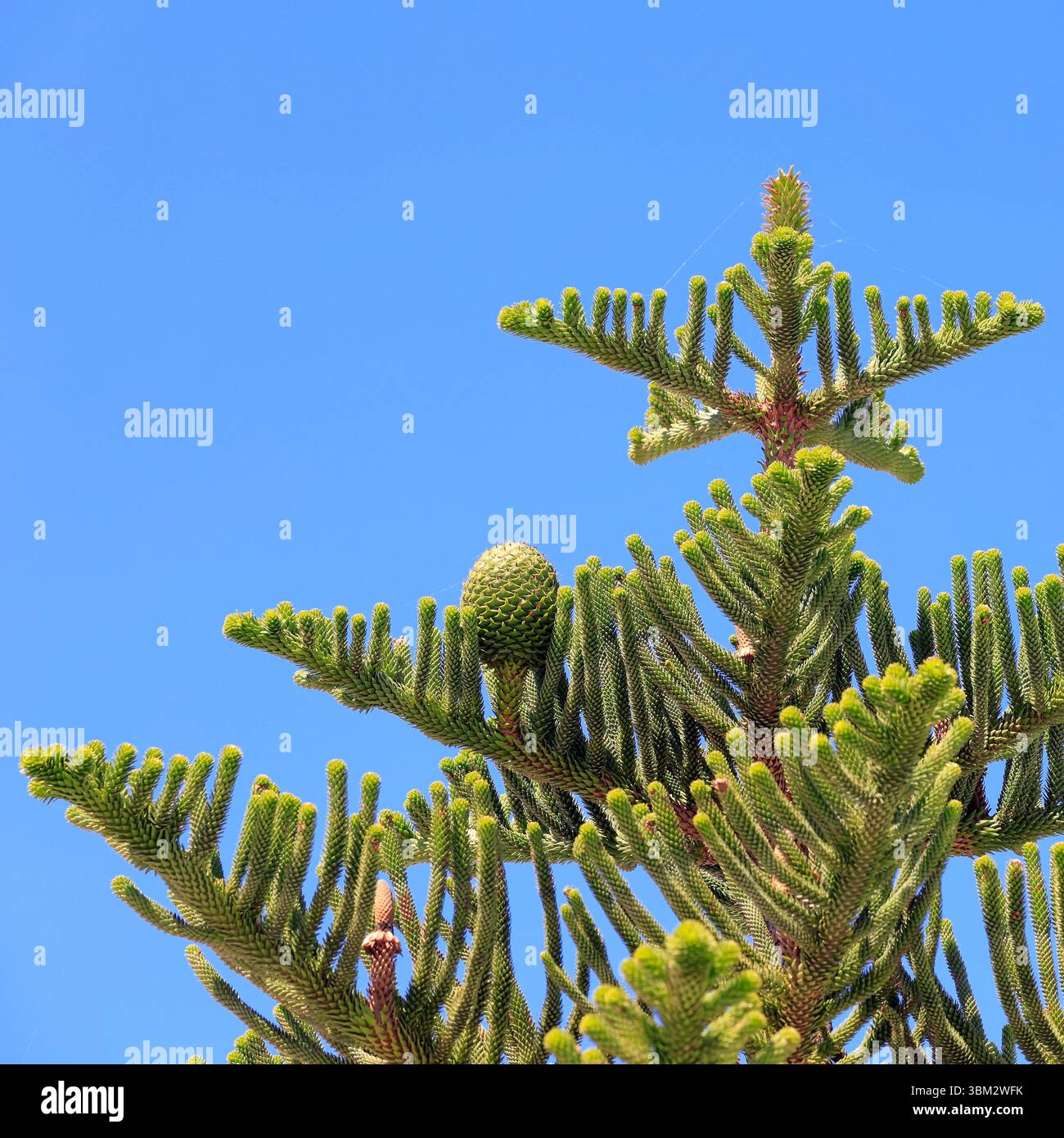 Upper branches of Norfolk Island Pine tree (araucaria heterophylla ...