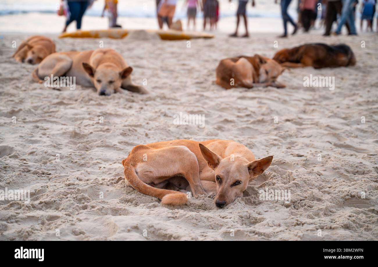 Homeless street dogs sleeping on the beach of Goa, India, abandoned and ...