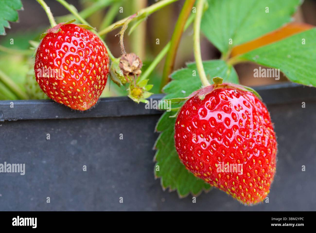 Strawberries growing in pot genus fragaria, ripe red skin embedded with ...