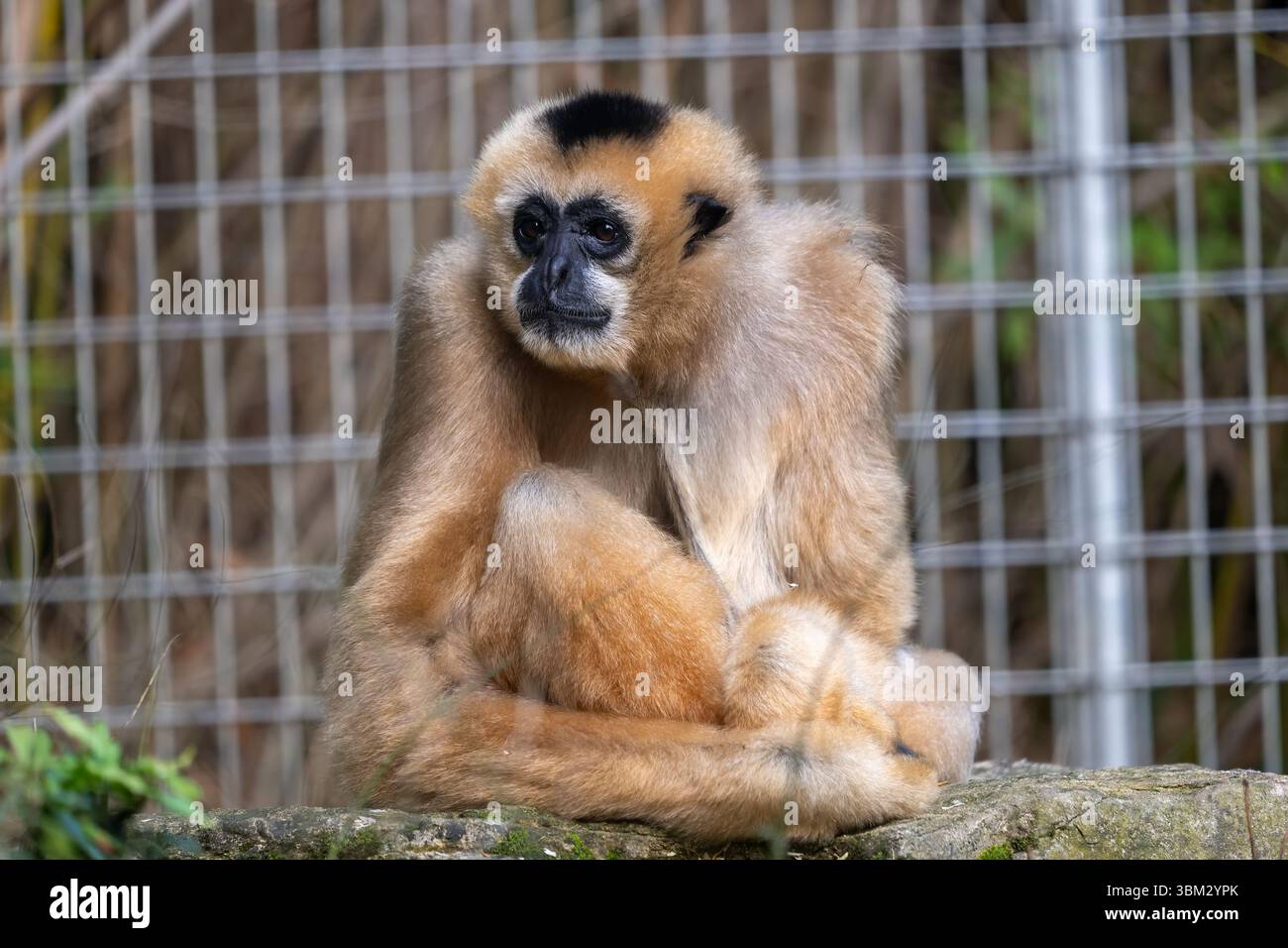 The northern white-cheeked gibbon (Nomascus leucogenys) female in ...