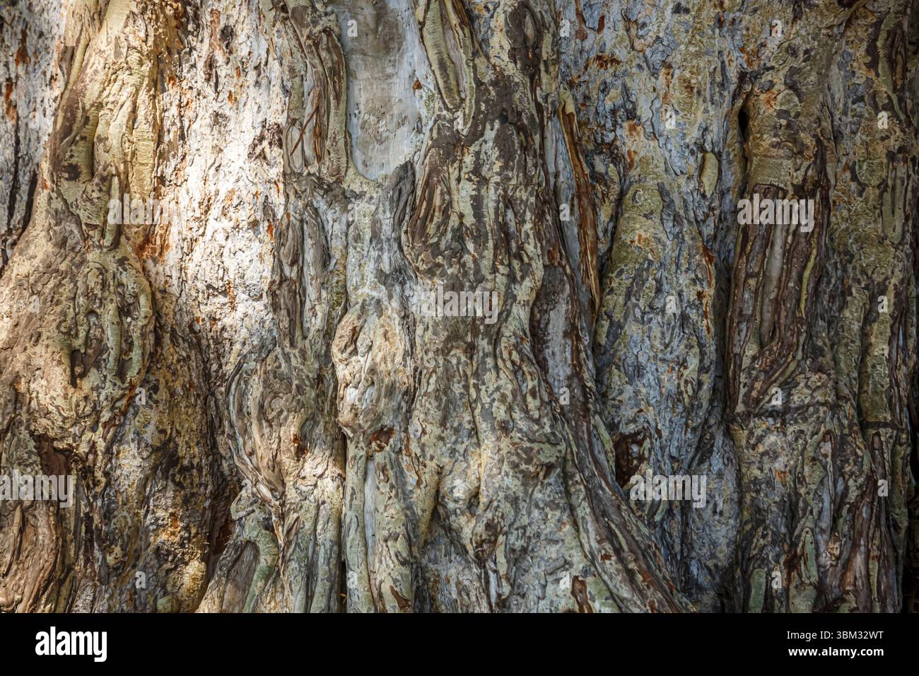 Detail of trunk bark in Kruger National park, South Africa Stock Photo ...