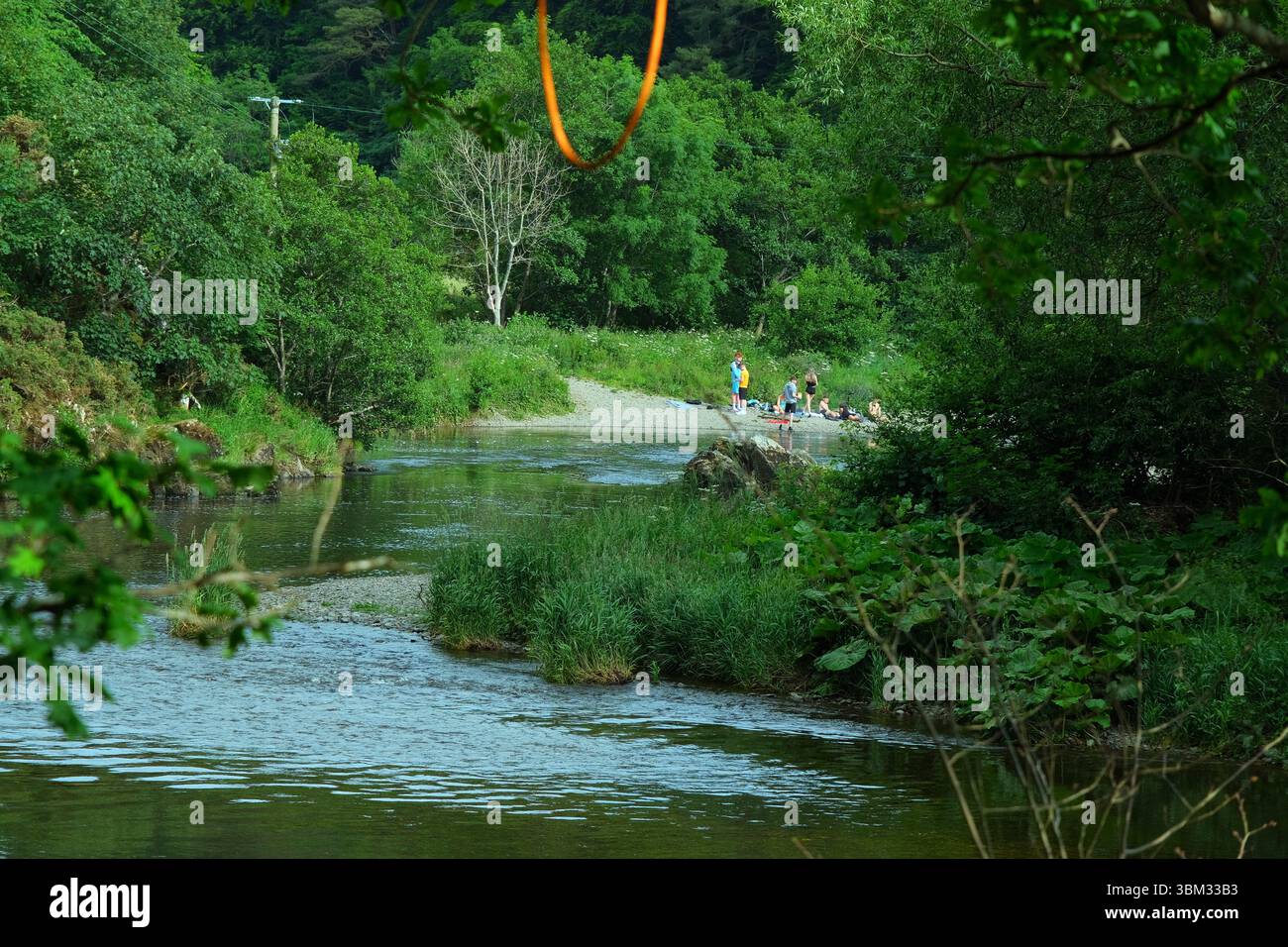 Wildlife on river tweed hi-res stock photography and images - Alamy