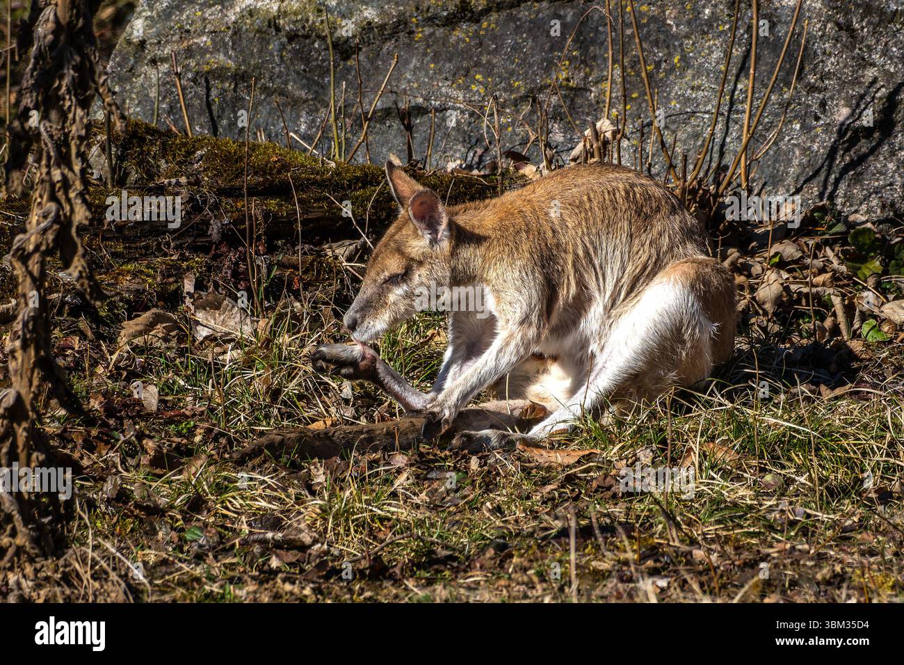 The agile wallaby, Macropus agilis also known as the sandy wallaby is a ...