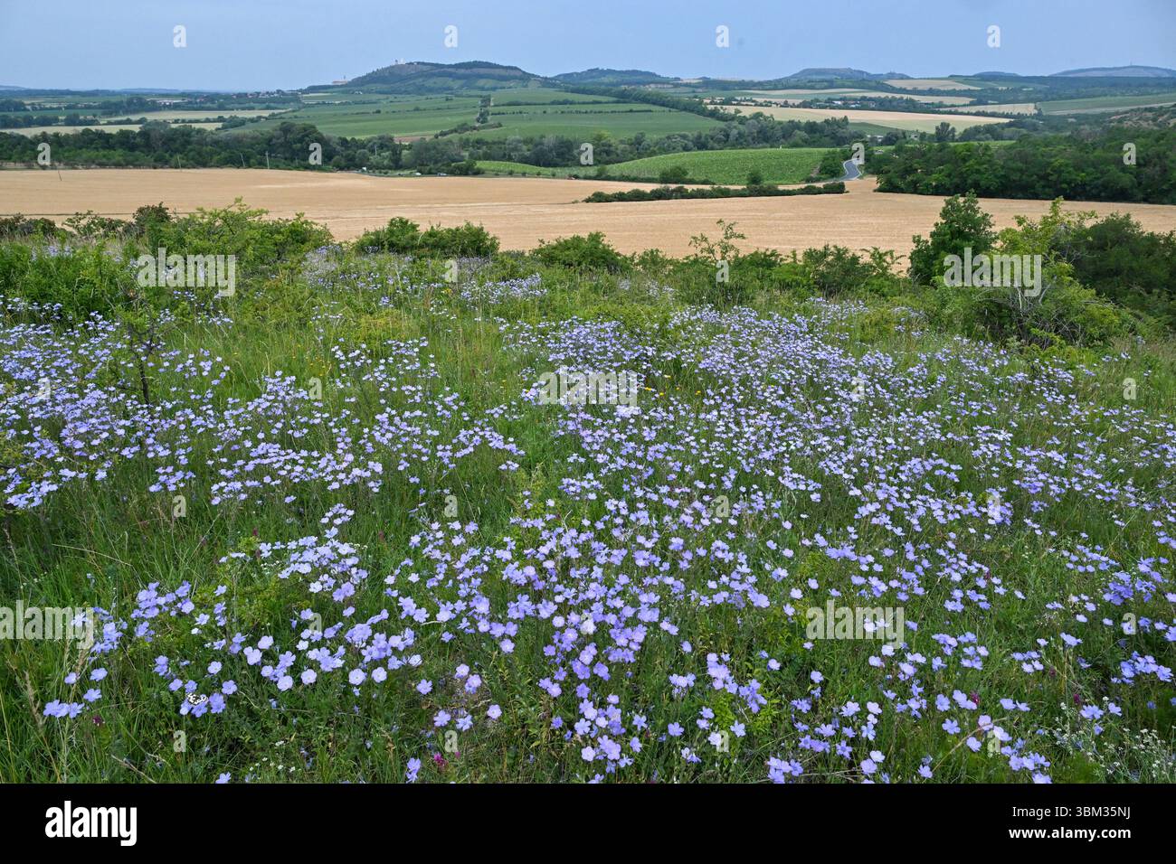 Sedlec, Czech Republic. 23rd June, 2025. Rare flowering hairy flax ...