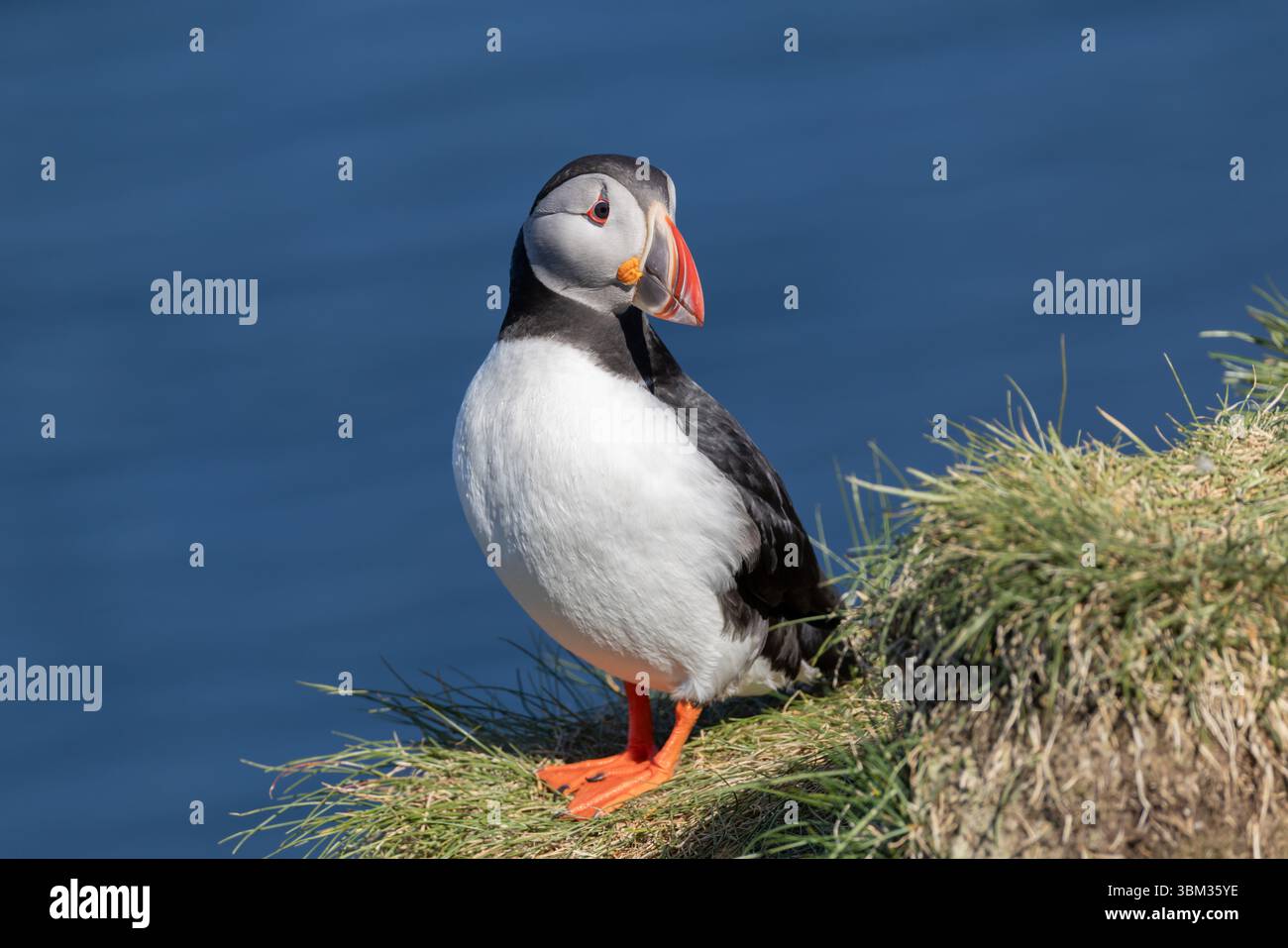 Atlantic puffin in mating grounds of Borgarfjorour Eystri in the ...