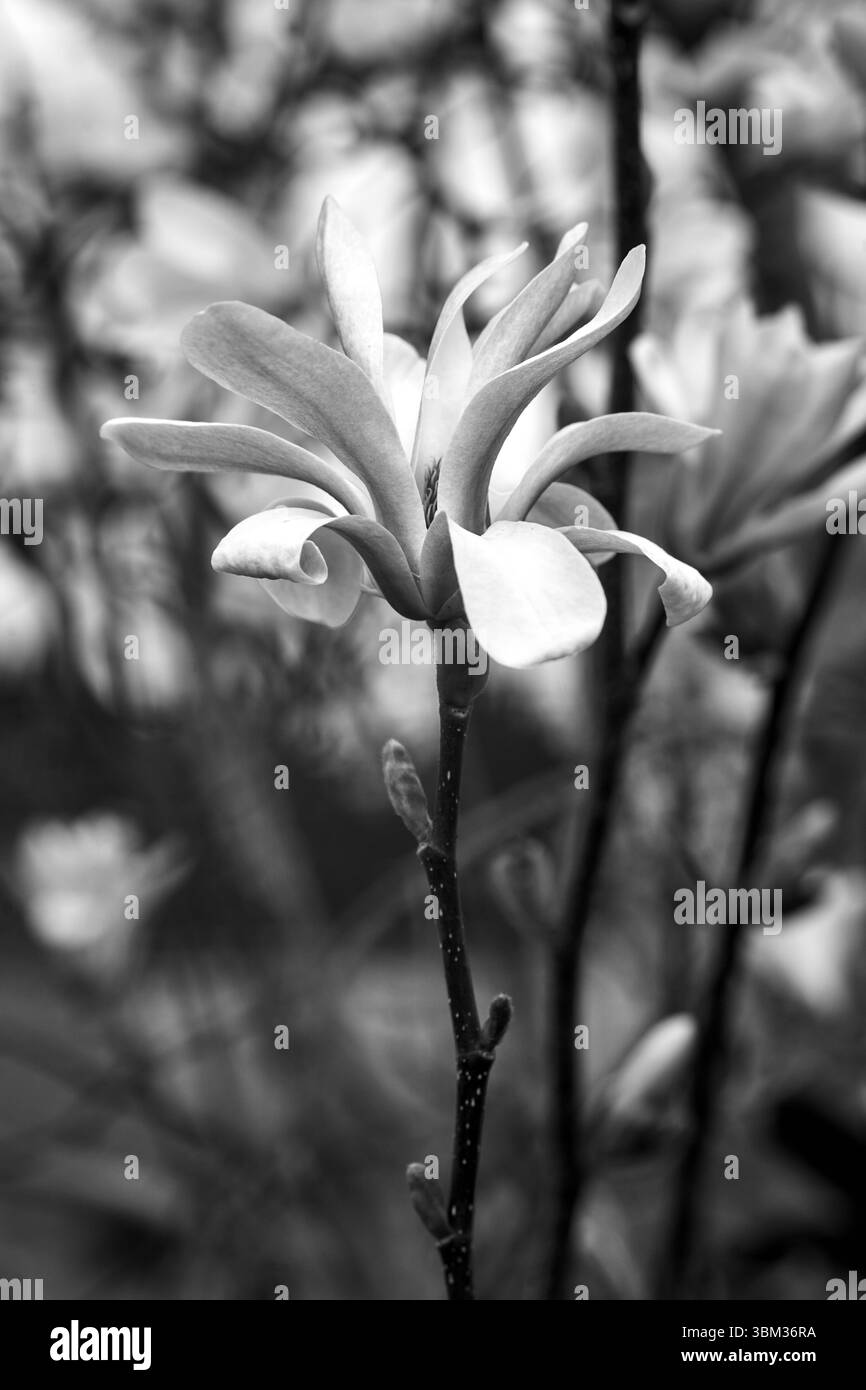 Early spring green flower Black and White Stock Photos & Images - Alamy