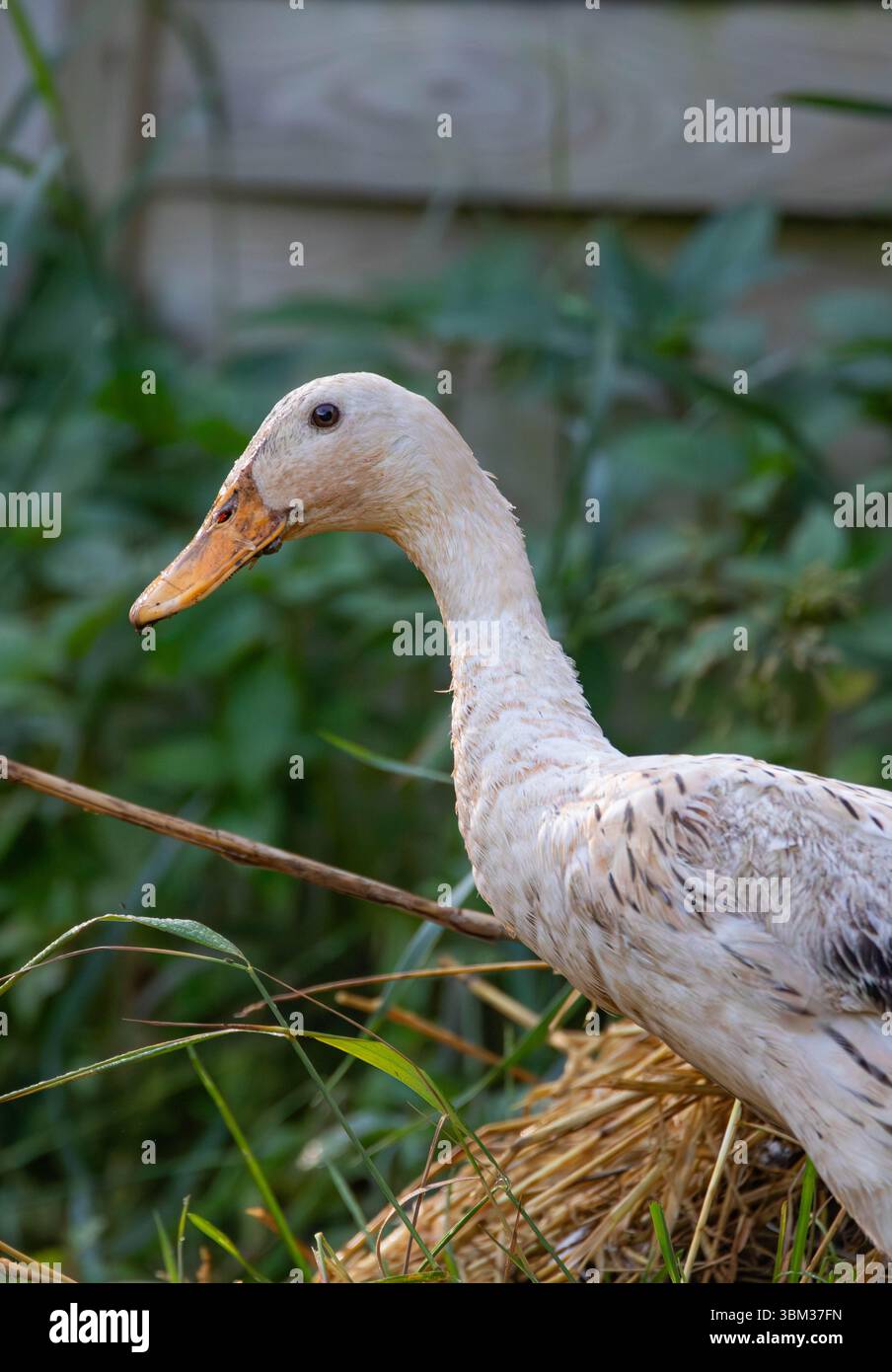 Female indian runner duck hi-res stock photography and images - Alamy