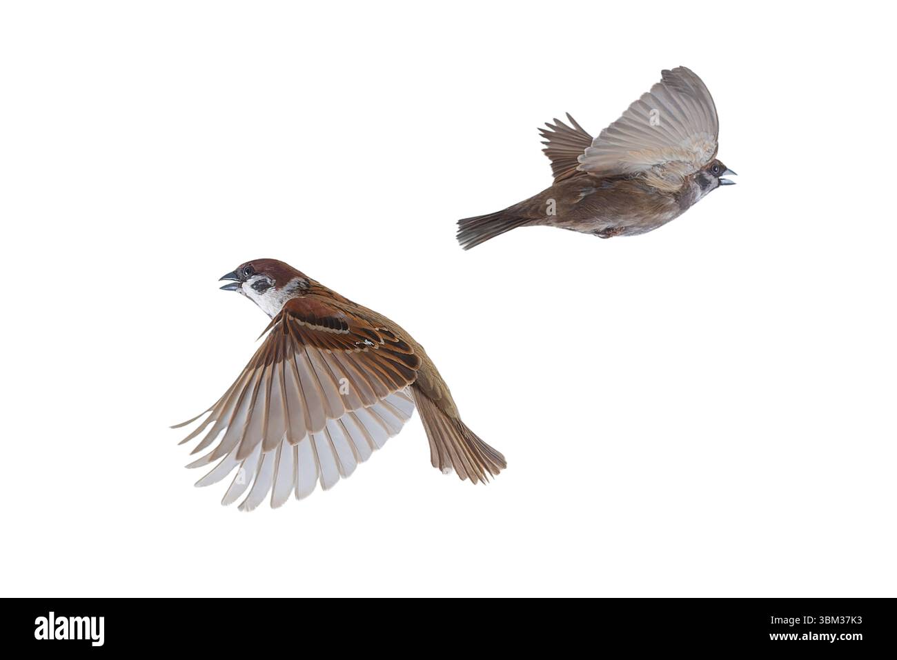 Female house sparrow sparrows Cut Out Stock Images & Pictures - Alamy