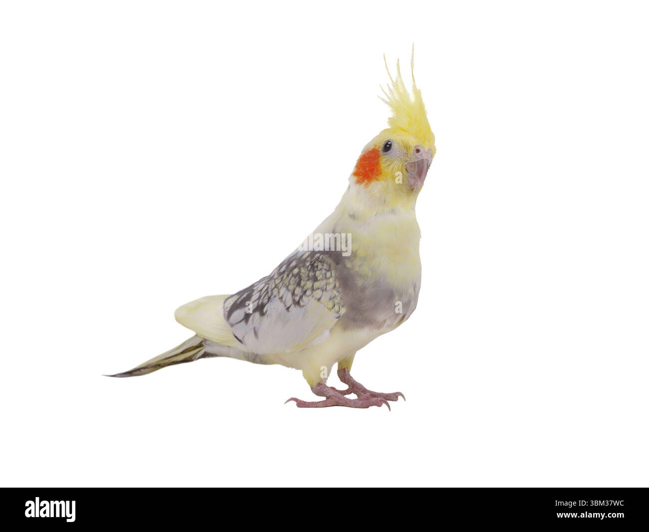 cockatiel parrot isolated on a white background Stock Photo - Alamy