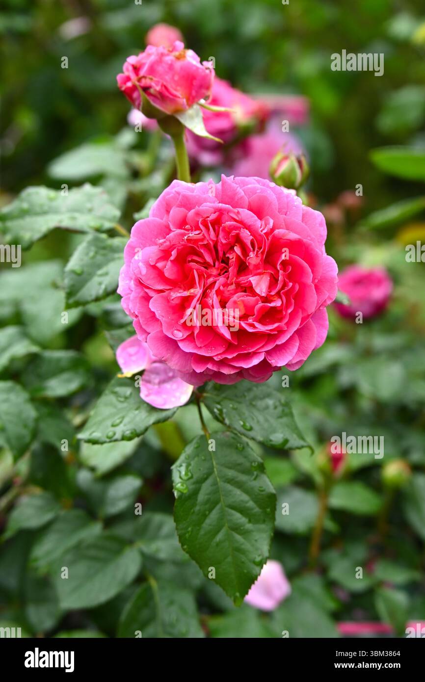 Deep pink summer flowers of rose, rosa Gabriel Oak UK garden June Stock ...