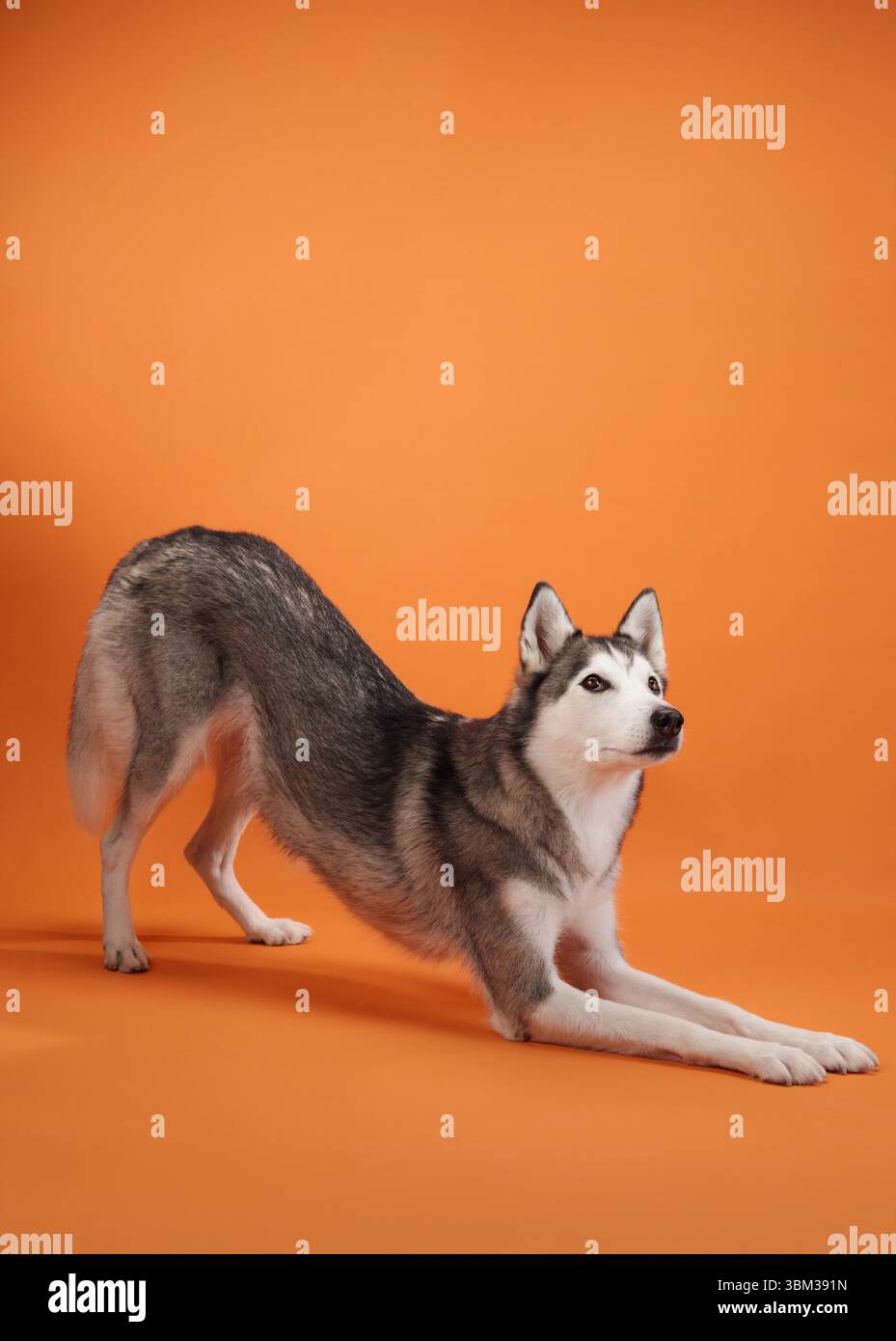 A Siberian Husky playfully stretches forward on an orange backdrop, its ...