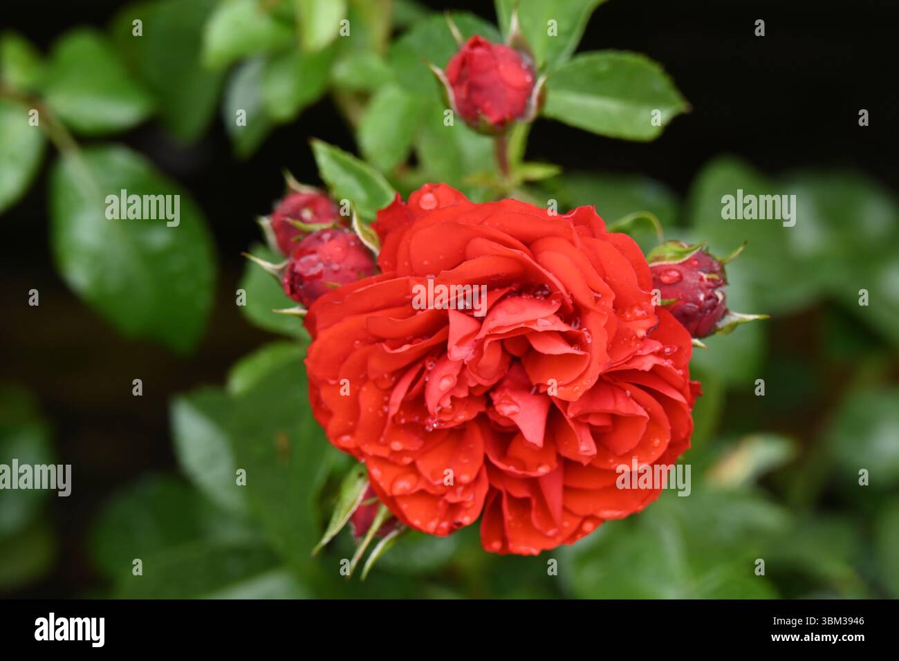 Bright red summer flowers of rose, rosa Summer Fever UK garden June ...