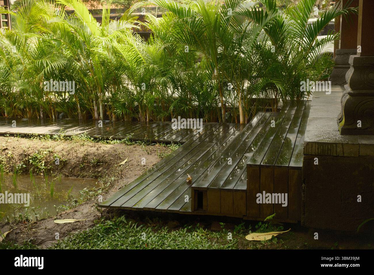 Rain-Kissed Garden Stair Wooden Deck with Palm Border plant Stock Photo - Alamy