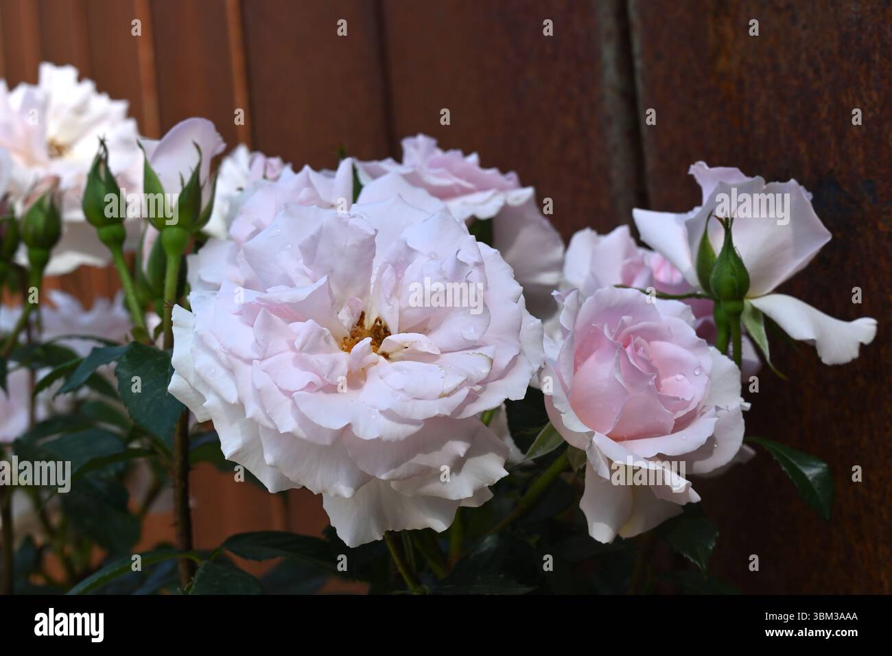 Very pale pink summer flowers of rose, Rosa A Whiter Shade of Pale UK ...