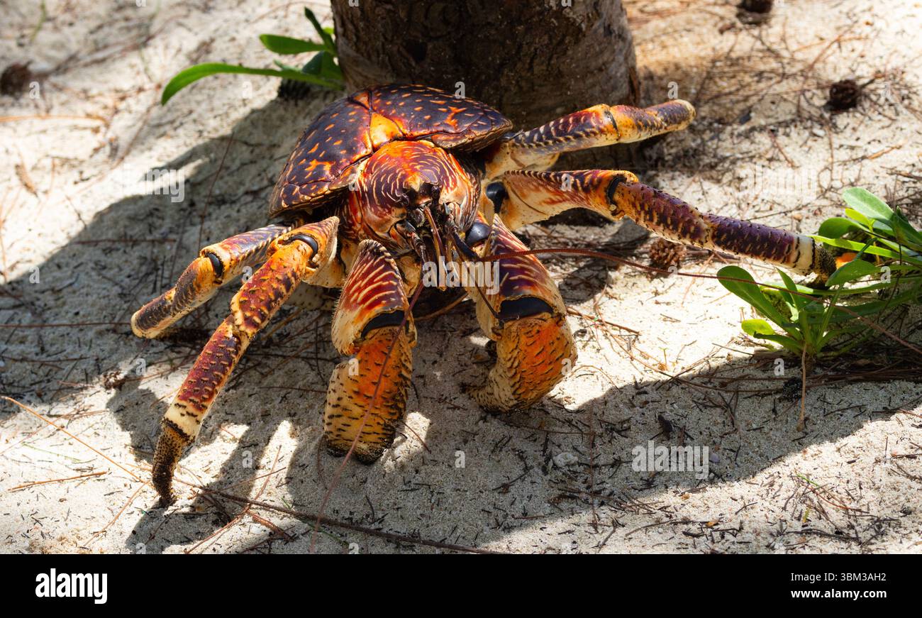 A large female Coconut or Robber Crab has a distinctive red colouration ...