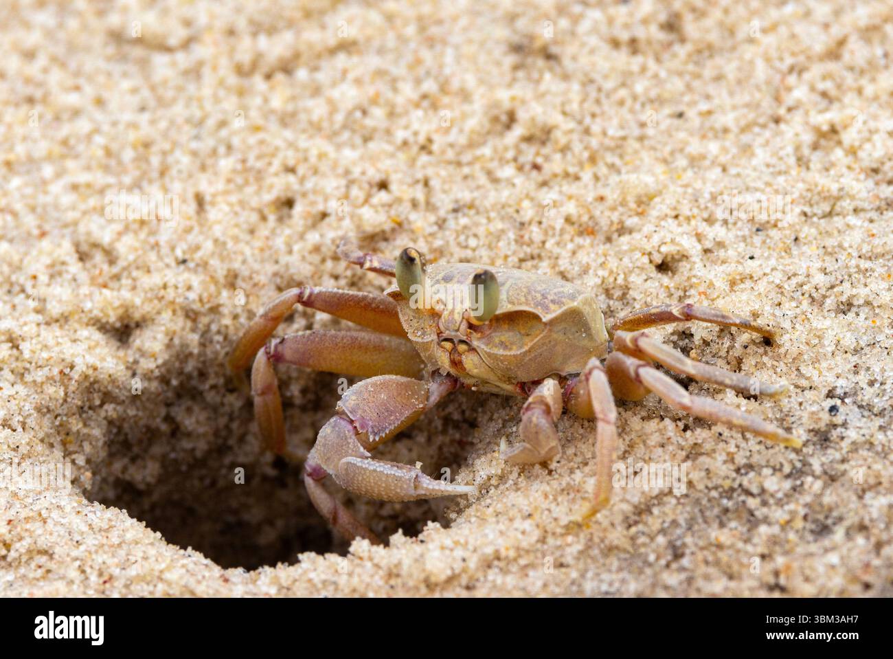 A common crab of the sandy tropical beaches of the Indo-Pacific oceans ...
