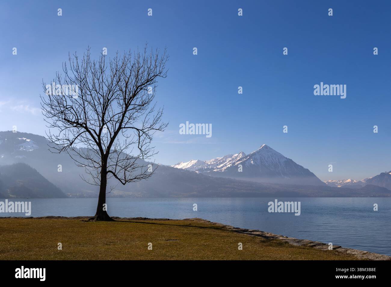 A single tree at the thun Lake with Niesen Mountain ( the so-called ...